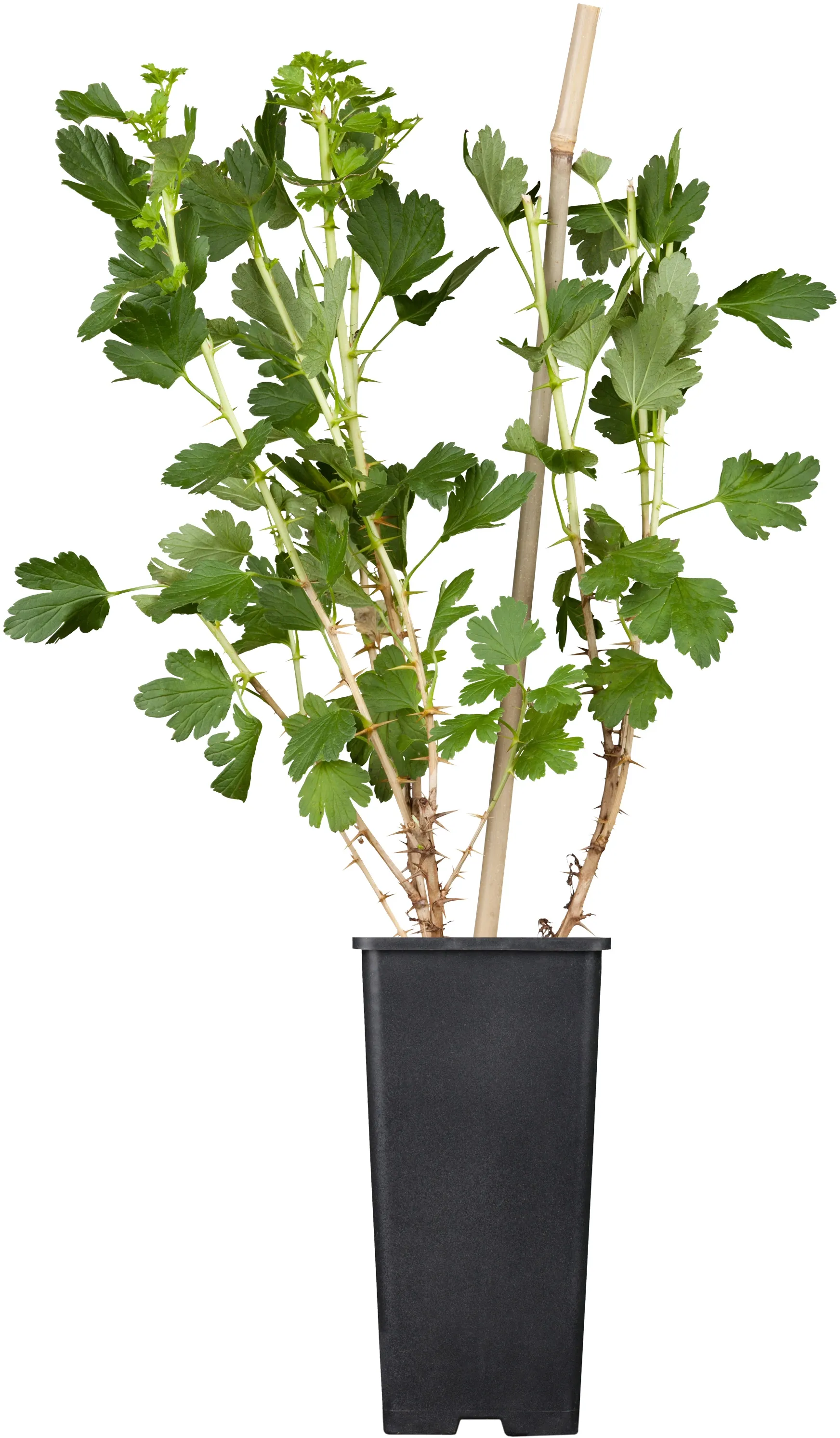 Stachelbeeren rot kaufen bei OBI